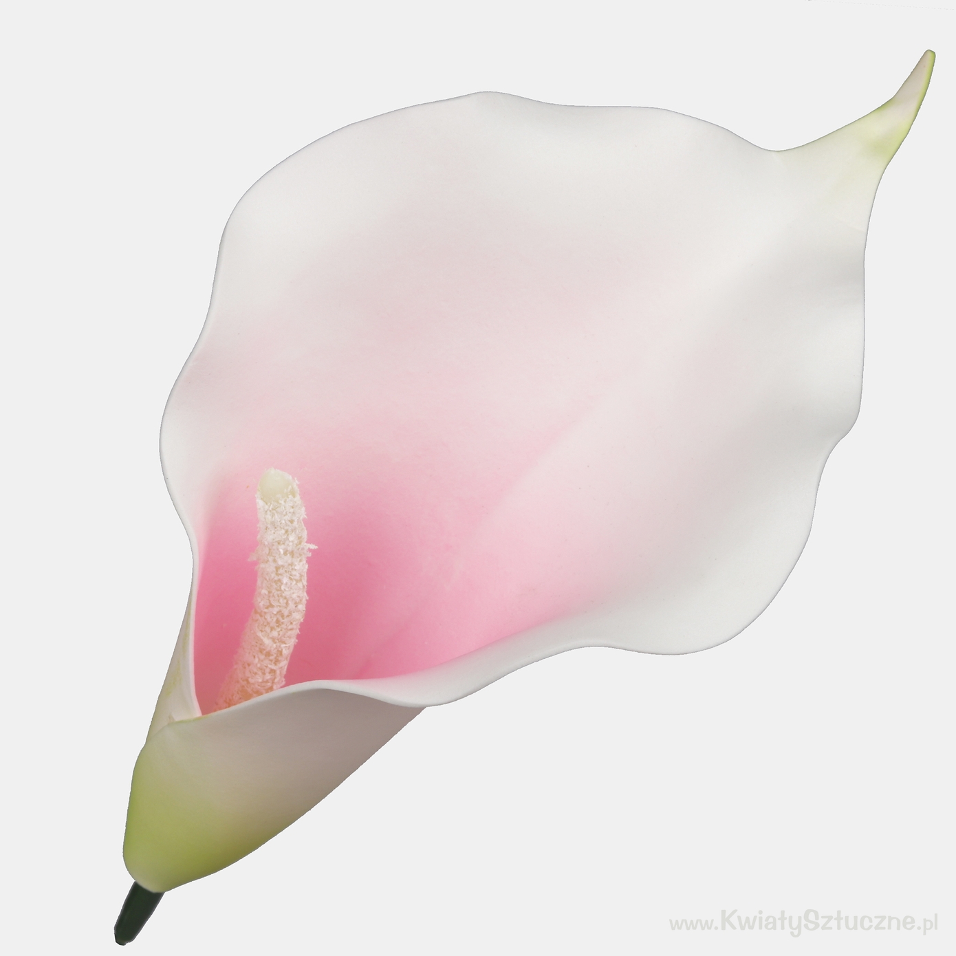 Kalla W713P - Sztuczna Główka Kalli