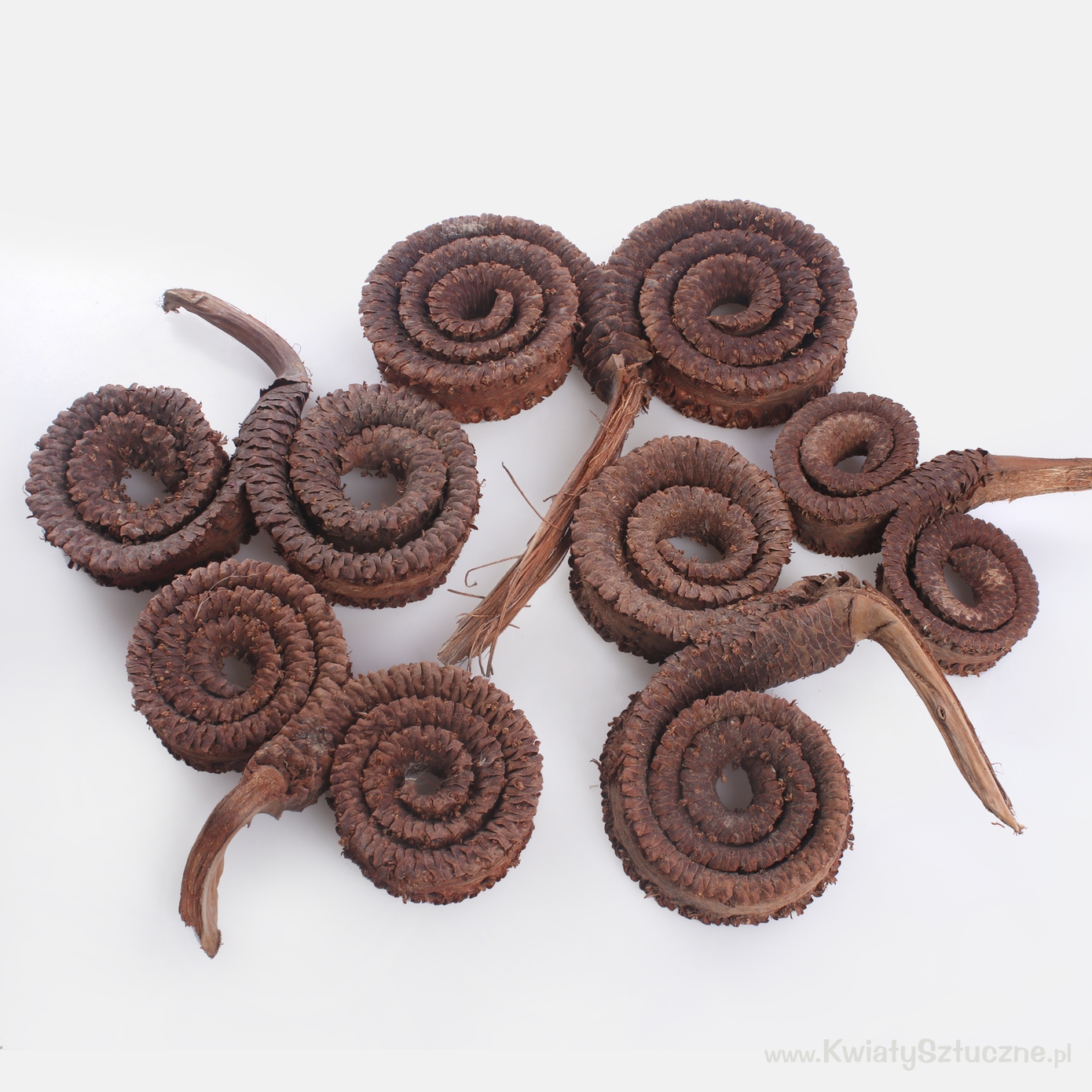 Palm male - baranie rogi Y005A - Susz Egzotyczny Dekoracyjny